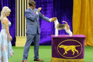 Sassafras Lowrey, CTDI, Author at American Kennel Club