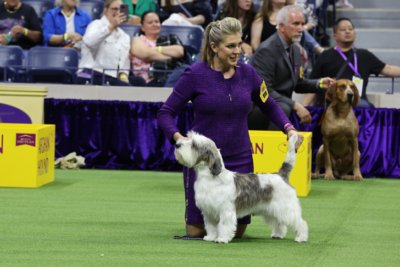 By the Numbers: Westminster Kennel Club Dog Show BIS Winners