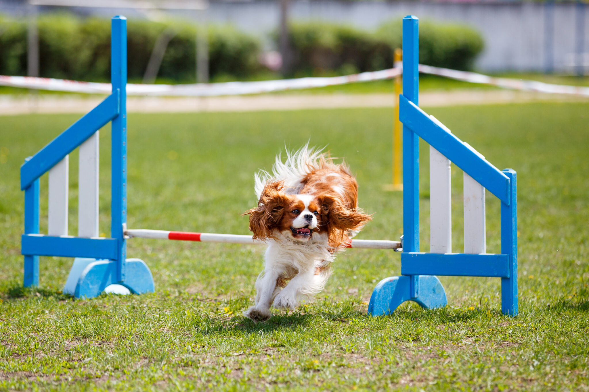 Dog Sports & Agility Competitions: Canine Sport & Obedience