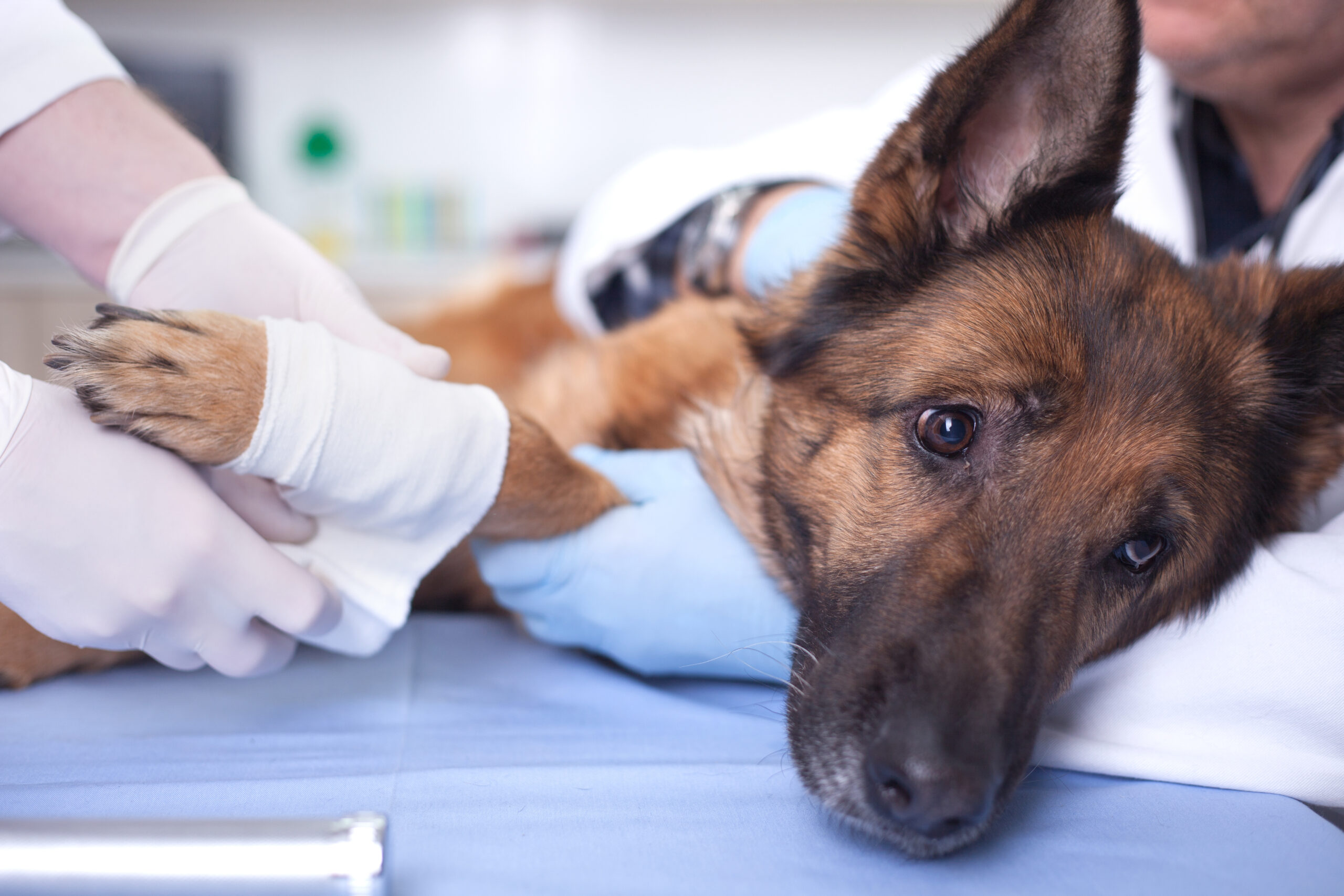 Should I Call My Vet? Know When to Ask a Vet's Opinion