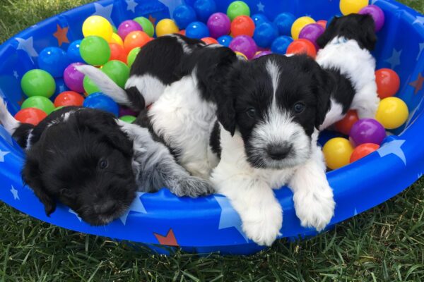 Choosing Parasite Preventatives for Breeding Stock – American Kennel Club