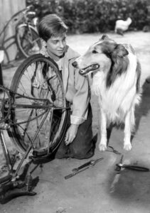 Trick Dog 101: What You Need to Know