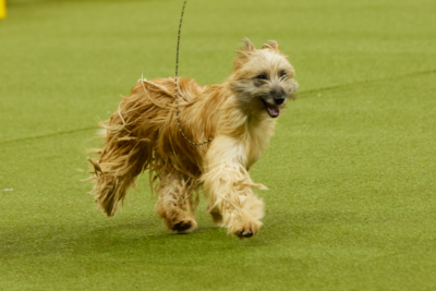 What Are Corded Dog Breeds and How Do Their Coats Get Like That?