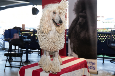 What Are Corded Dog Breeds and How Do Their Coats Get Like That?