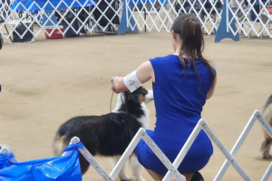 AKC Rally – American Kennel Club