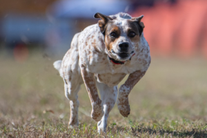 Australian Cattle Dog 'Rose' is Quick to Run at Fastest Dogs USA