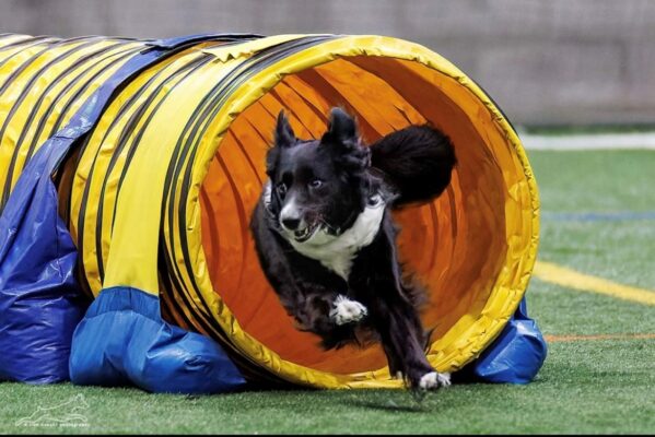 Luck Plus Love Equals Agility Championship – American Kennel Club