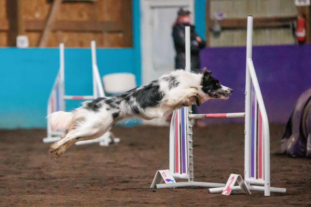AKC Agility League Spotlight – American Kennel Club