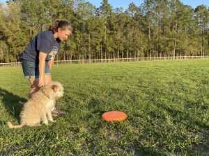 Training Tip: Send to a Target – American Kennel Club