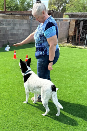 'Ari' Represents Breed as Only Canaan Dog at AKC Rally