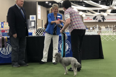 Meet the Winners of the 2023 AKC Rally National Championship