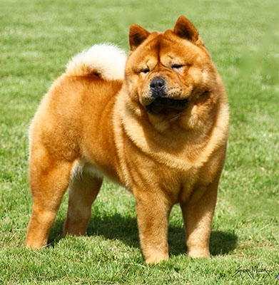 AKC Breeder Spotlight: William Buell III of Sitze-Gou Chow Chows ...