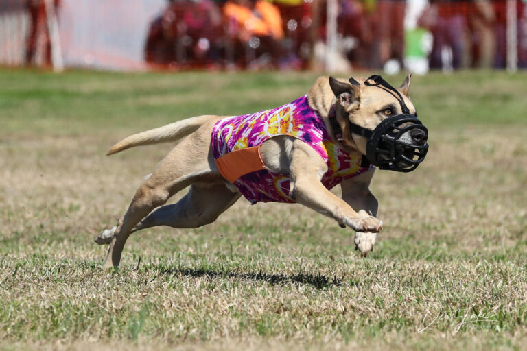 Canine Partners Archive – American Kennel Club