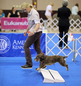 Congrats to All American Dogs who took honors at the 2023 AKC National ...