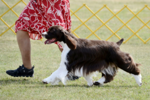 Types of Conformation Dog Shows: Everything You Need to Know - AKC ...