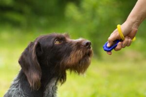 Shaping: Building New Behaviors With Step-by-Step Dog Training