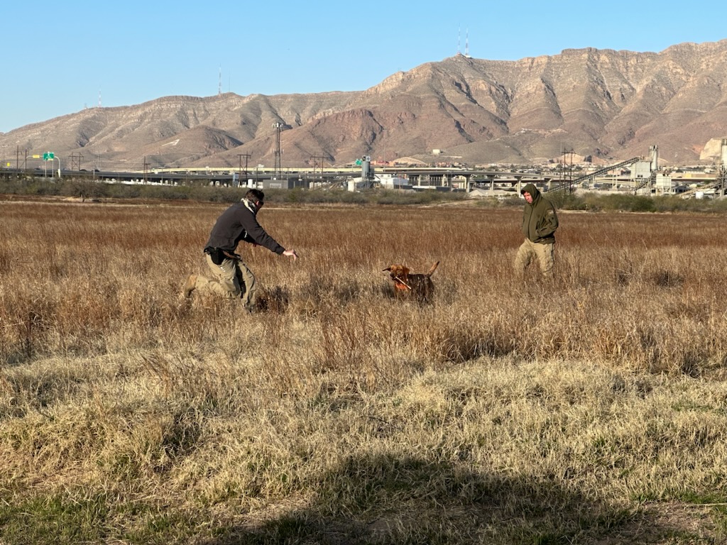 Patriotic Puppy Program Graduates – American Kennel Club