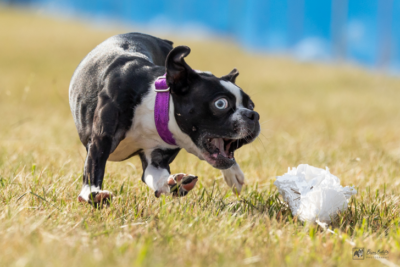 Getting Started in Fast CAT: How to Compete in This Speedy AKC Sport