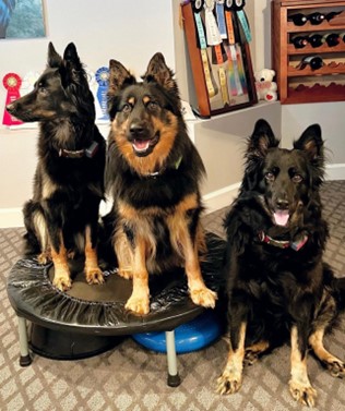 AKC Breeder Spotlight: Jolanta Schubert of Schubertus Bohemian ...