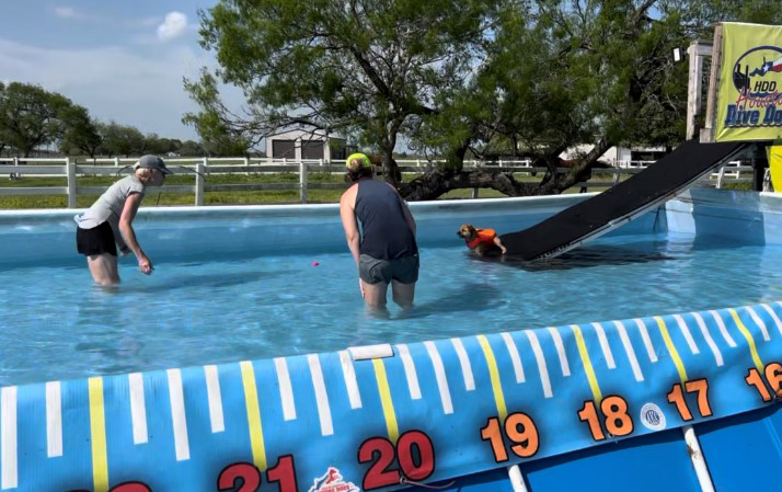 Starting Puppies in the Exciting Sport of Dock Diving – American Kennel ...