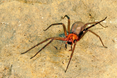 What to Do if a Spider Bites Your Dog and How to Identify Them