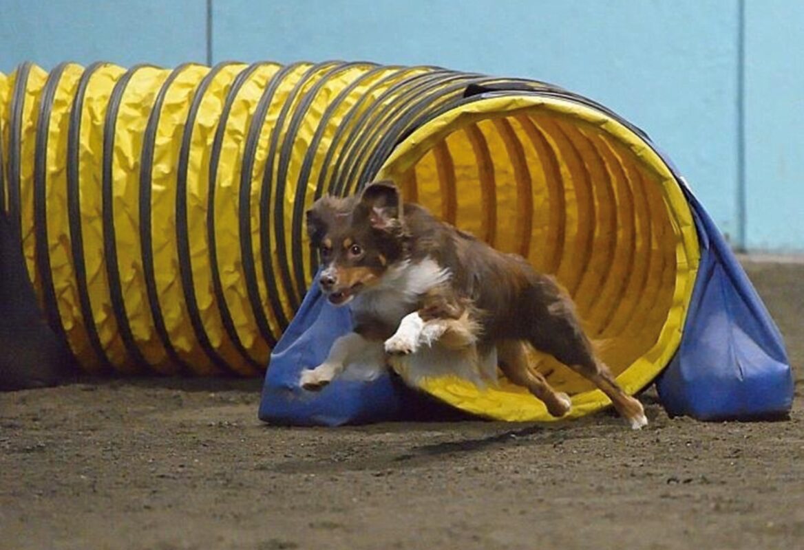 AKC Agility League Spotlight – American Kennel Club