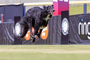 Meet the Winners of the 2023 AKC Fastest Dogs USA