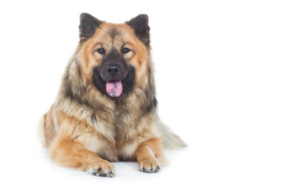 What to Know About Dog Breeds With Blue Tongues