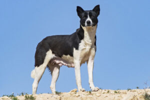 Primitive and Aboriginal Dog Breeds: What Are They?