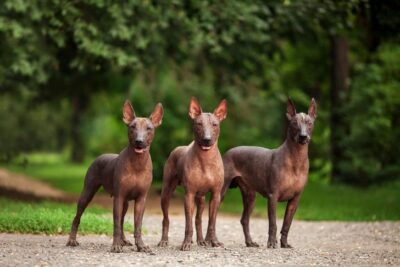 Facts About the Xoloitzcuintli That You May Not Know