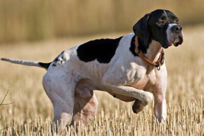 Meet the Pointer Dog Breeds of the Sporting Group