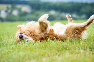 Pyoderma in Dogs: What You Need To Know About This Skin Condition