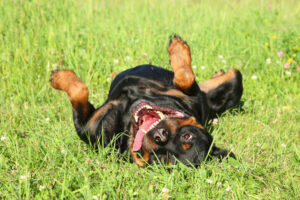 Pyoderma in Dogs: What You Need To Know About This Skin Condition