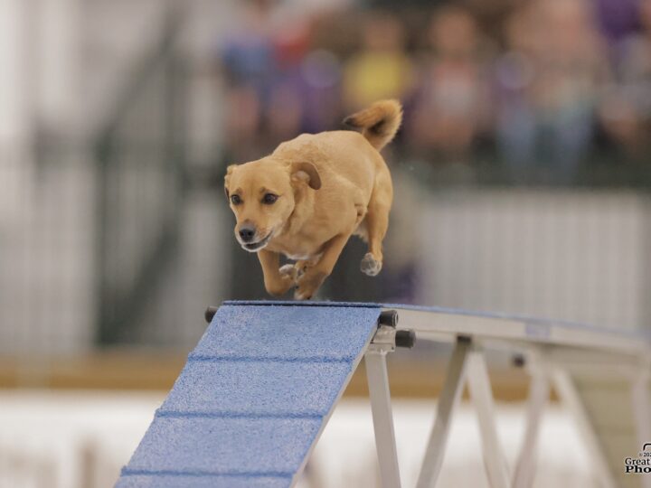 Congratulations to AADs Invited to AKC Agility Invitational! – American ...