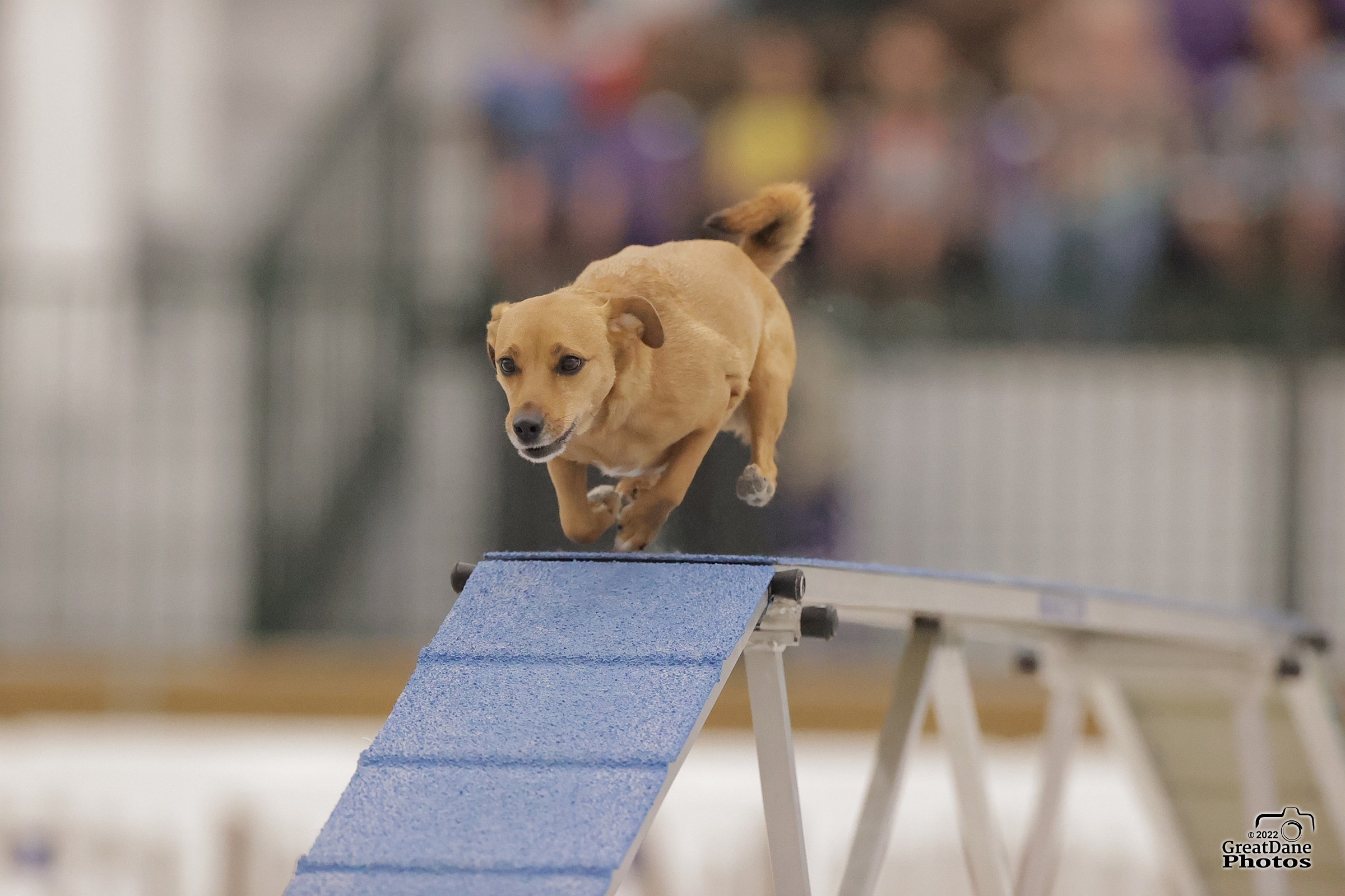 Congratulations To AADs Invited To AKC Agility Invitational American Congratulations To AADs Invited To AKC Agility Invitational American