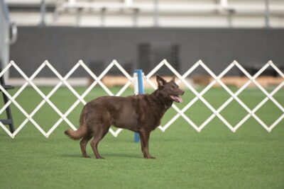 Australian Kelpie 'Leia' Turns Heads at 2023 AKC Agility Premier Cup