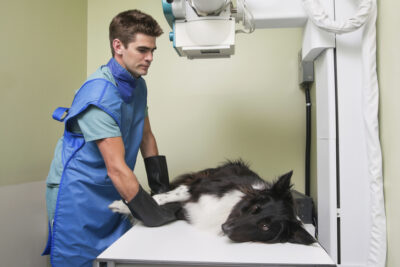 Heart Disease in Dogs: Signs, Symptoms, Treatments