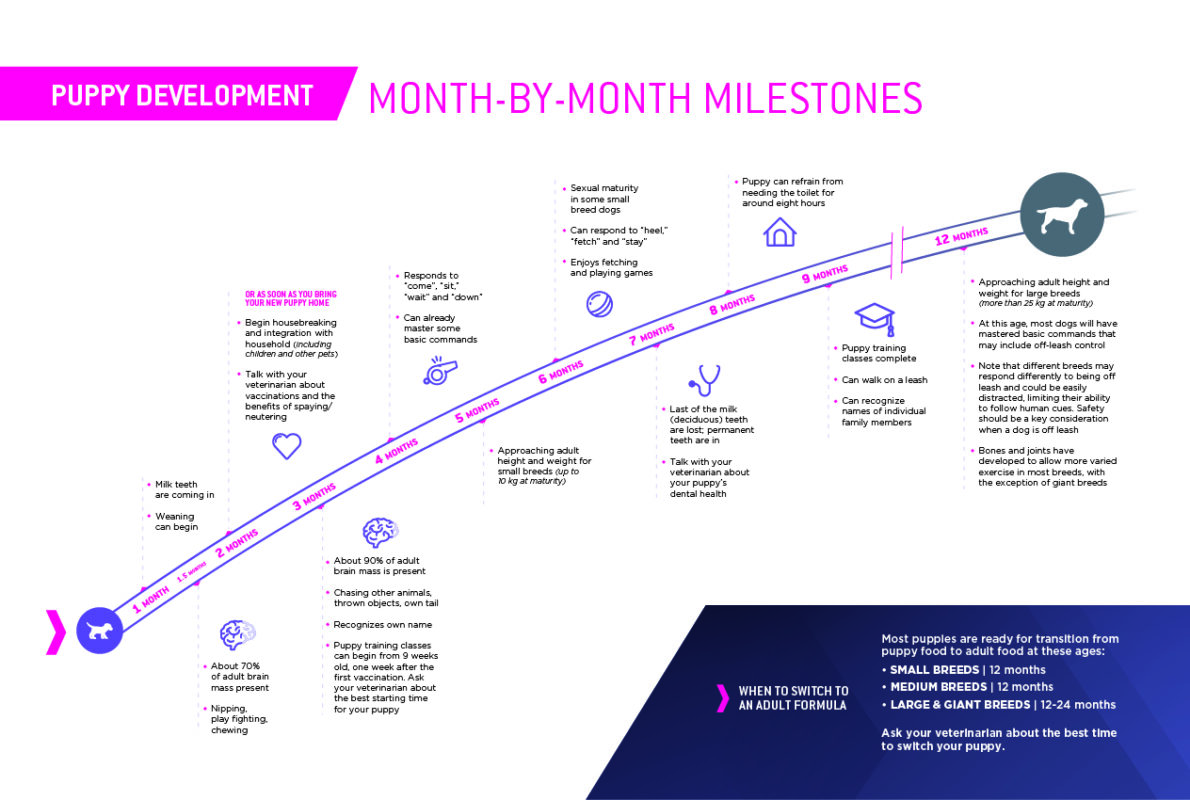 Transitioning from Puppy to Adult Food Based on Breed Size – American ...