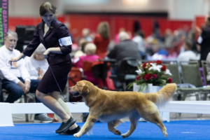 Junior Handler Ashlyn Navis Goes from Dog Show Viewer to Participant