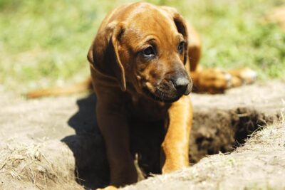 Scorpion Stings in Dogs: Signs, Symptoms, Treatments