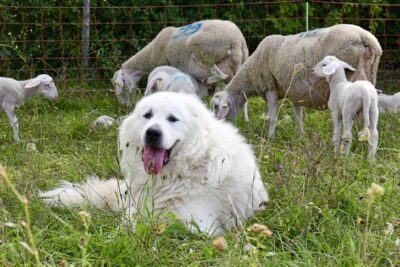 Great Pyrenees History: Where the Breed Originated