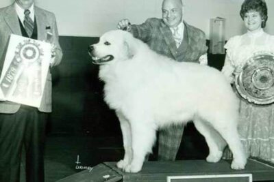 Great Pyrenees History: Where the Breed Originated