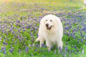 Great Pyrenees History: Where the Breed Originated