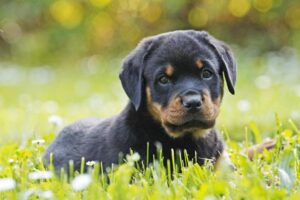 Puppy Strangles: Causes, Symptoms, and Treatment