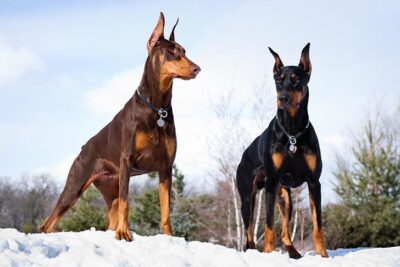 Can Dogs be Albino? Causes, Health Issues, and Living with an Albino Dog