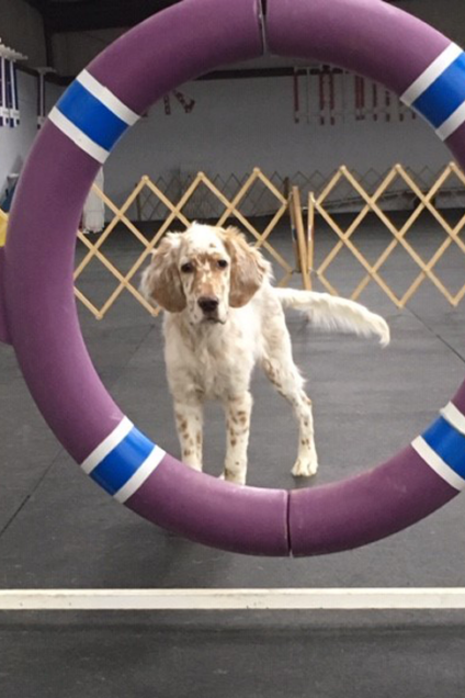 How to Teach Your Dog to Jump Through a Hoop