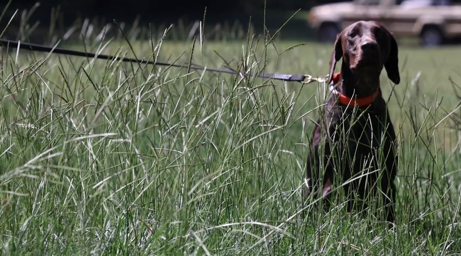 New Video Highlights Programs to ‘Educate and Empower’ Detection Dog ...