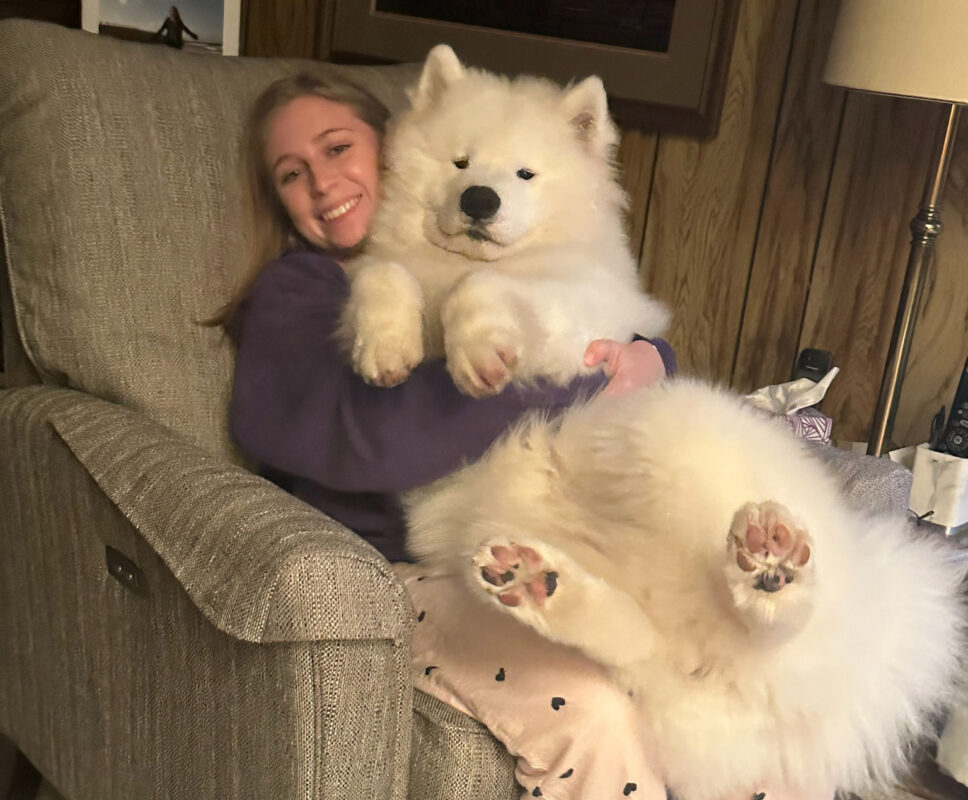 AKC Breeder Spotlight: Terri & Rachel Sigulinsky of Snowbright Samoyeds ...