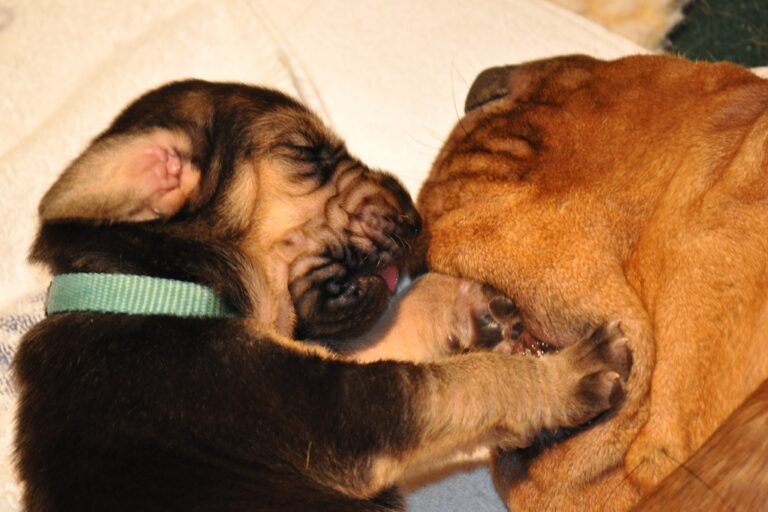 Breeding & Puppy Whelping: How to Breed Puppies
