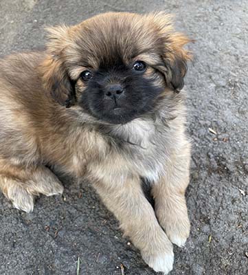 Make a Successful Puppy Formula Recommendation: 5 Questions Breeders ...